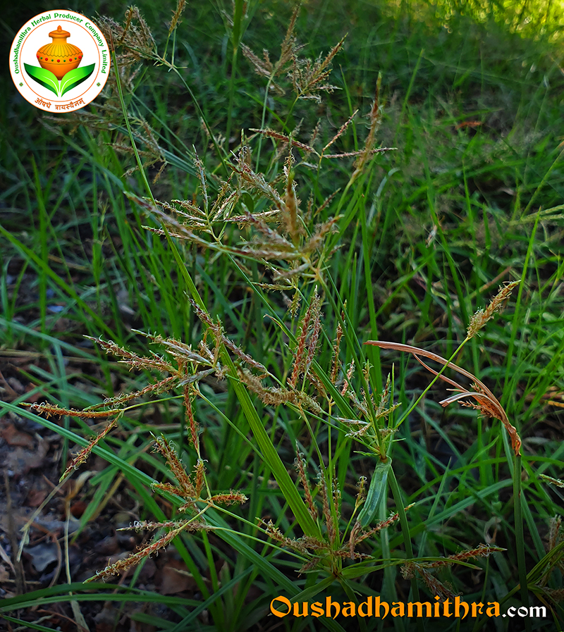 Oushadhamithra - Your trusted medicinal plant provider
